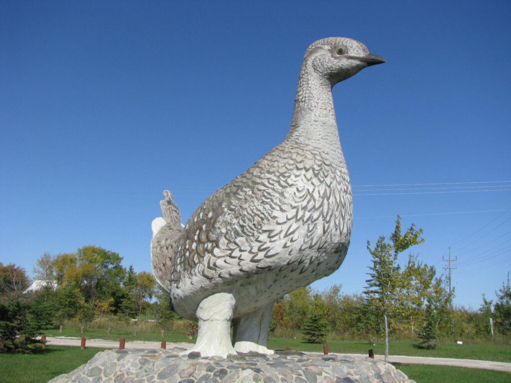 Interlake Tourism | Sharptail Grouse – Ashern